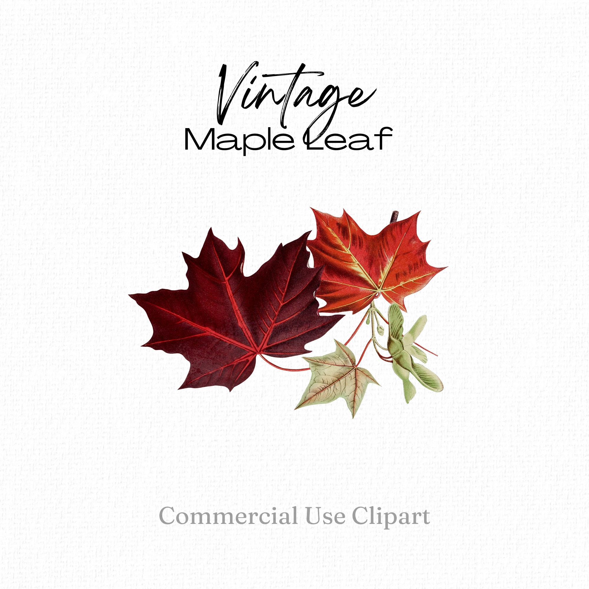 Maple Leaves Clip Art
