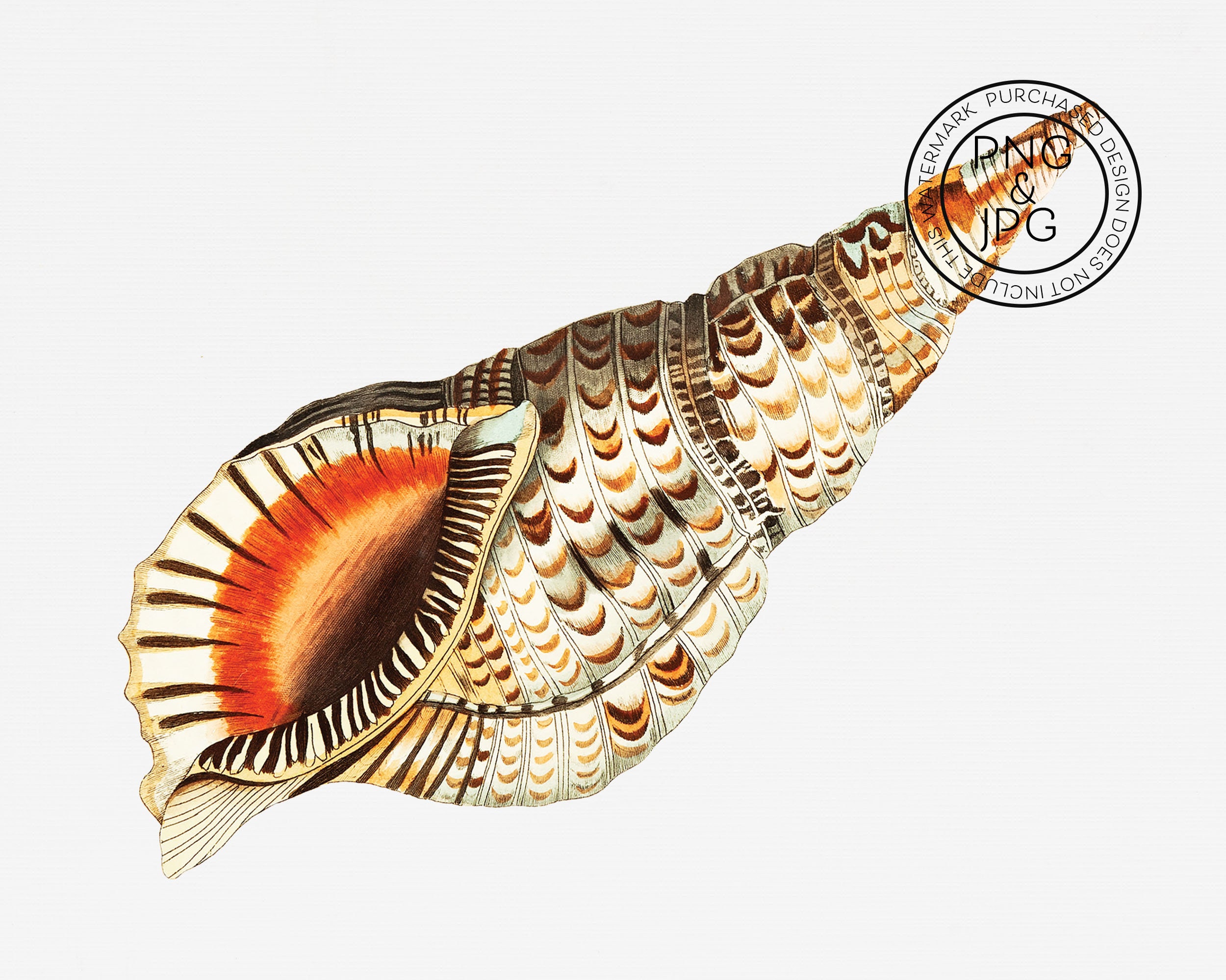 Sea Trumpet Shell Illustration Shell Clipart Shell Png - Etsy