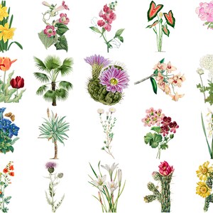 146 Botanical Clipart Bundle Vintage Flower Illustrations Palm Trees ...