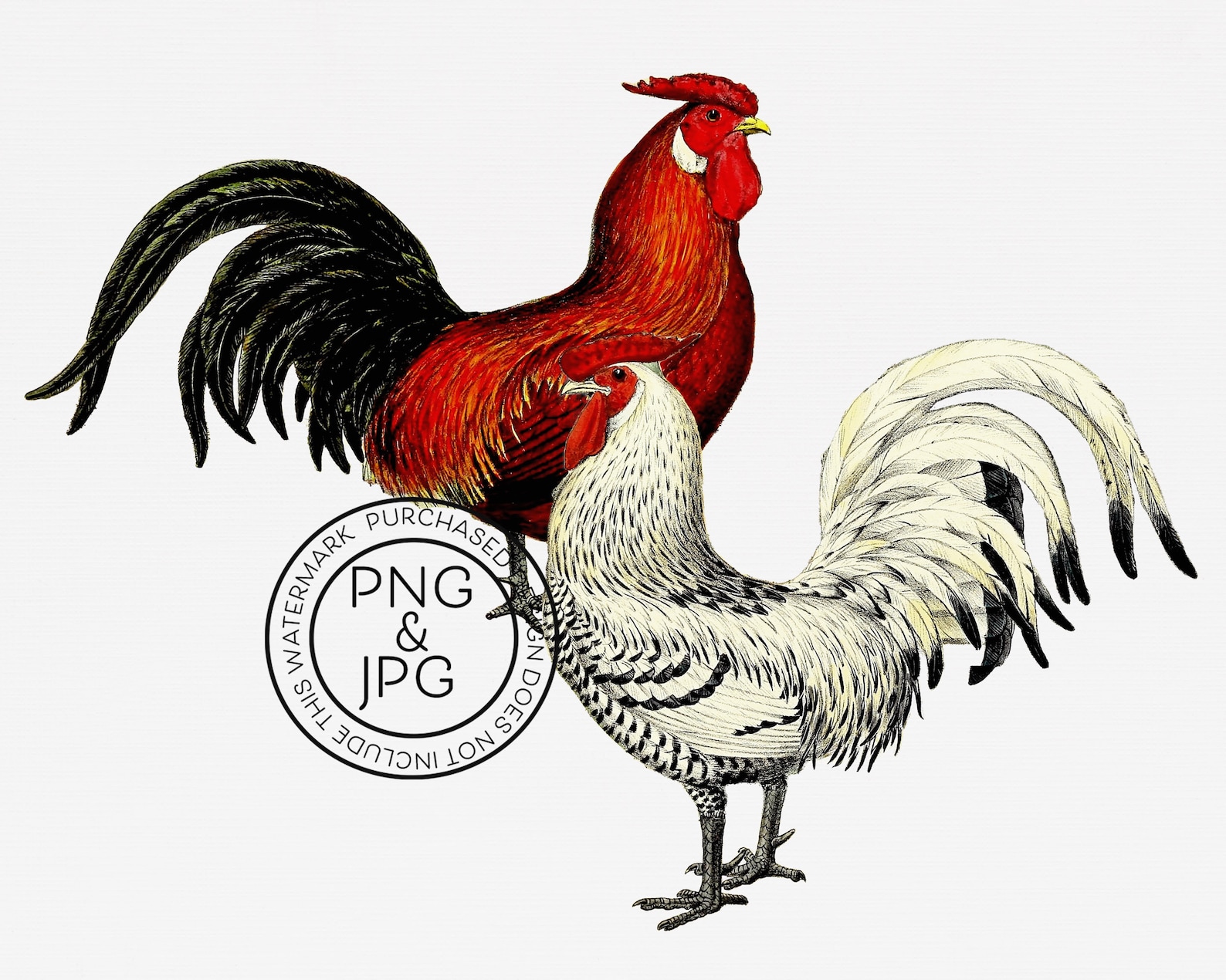 Chicken Clipart Rooster Clipart Farm Animal Bundle Chicken - Etsy