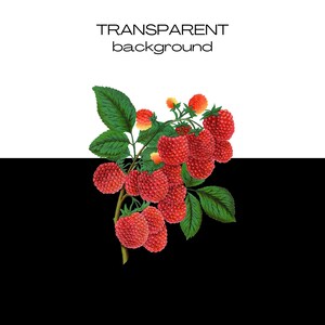 Red Berries, Raspberry Clip Art, Raspberry Leaf, Raspberry Plant Png ...