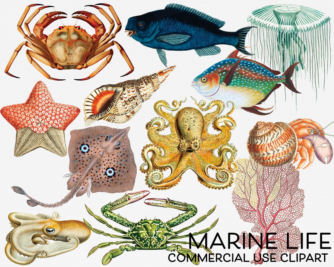 Marine Life Clip Art Bundle, Underwater Clipart, Sea Creatures Photo ...