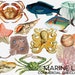 Marine Life Clip Art Bundle, Underwater Clipart, Sea Creatures Photo ...