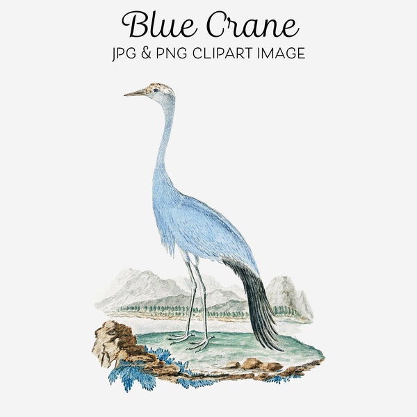 Blue Crane - Etsy