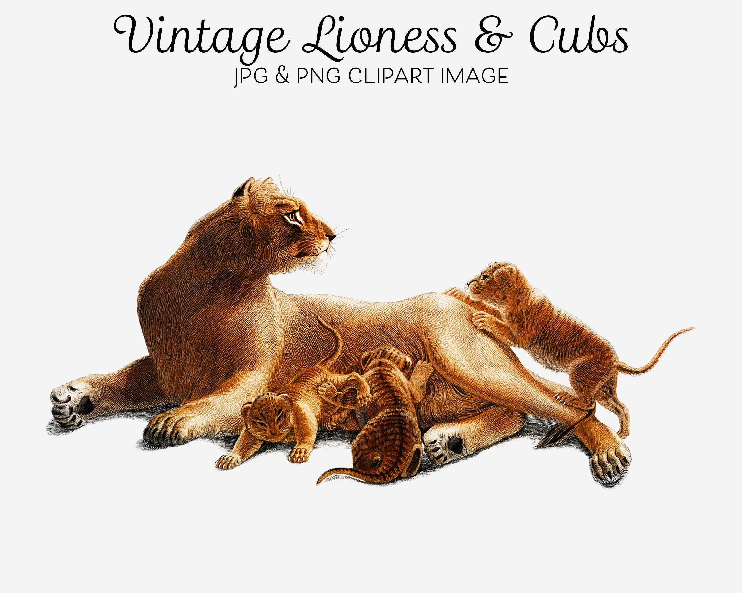 Lioness With Cub Base