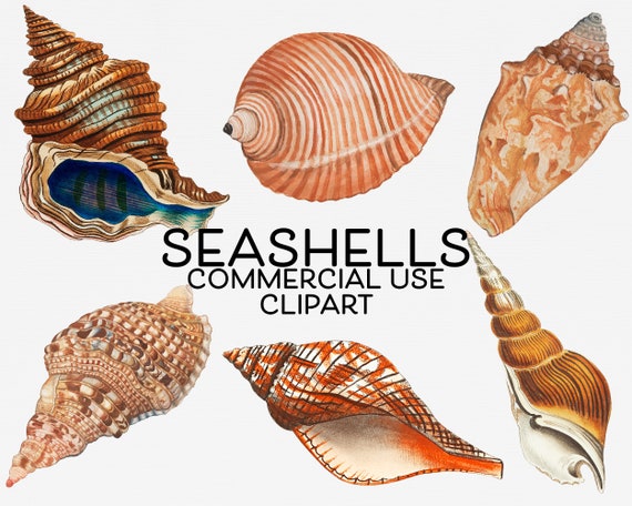Seashells Clipart Bundle Vintage Shell Illustrations | Etsy