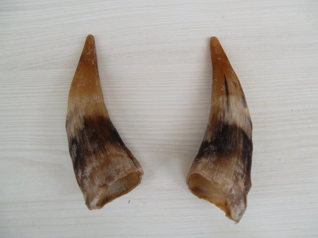 Horns, Vintage Horn , Shofar Horn , Real Ram Horns, Ram Horn , Ram ...