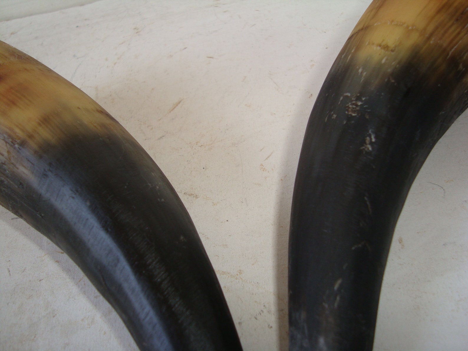 Horns Vintage Horn Shofar Horn Real Ram Horns Ram Horn - Etsy