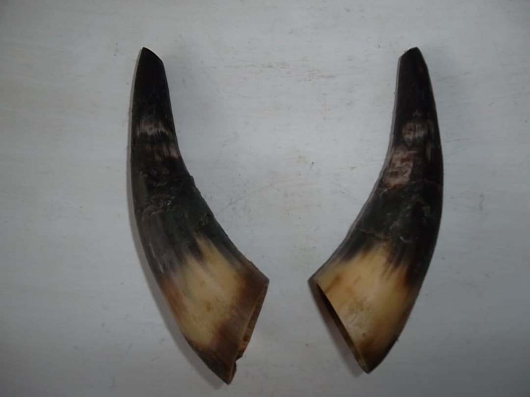 Horns, Real Animal Bones ,set of 2 Bull Horn, Creepy Macabre Art ...