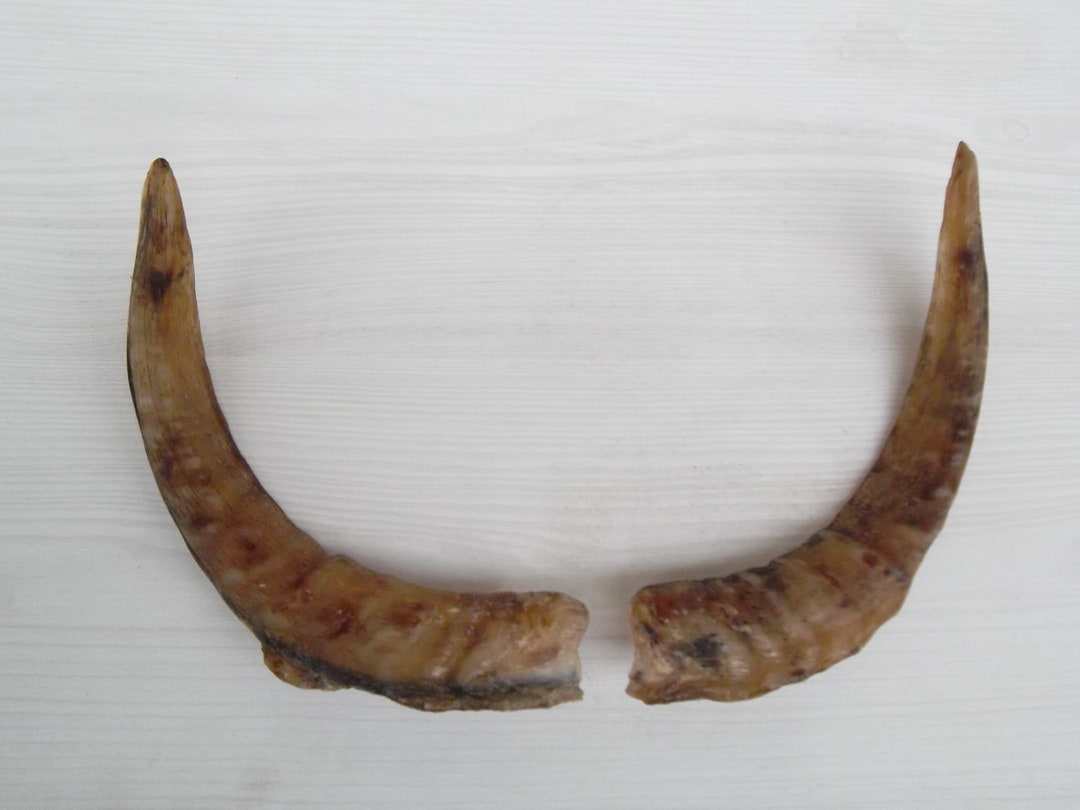 Horns, Vintage Horn , Shofar Horn , Real Ram Horns, Ram Horn , Ram ...