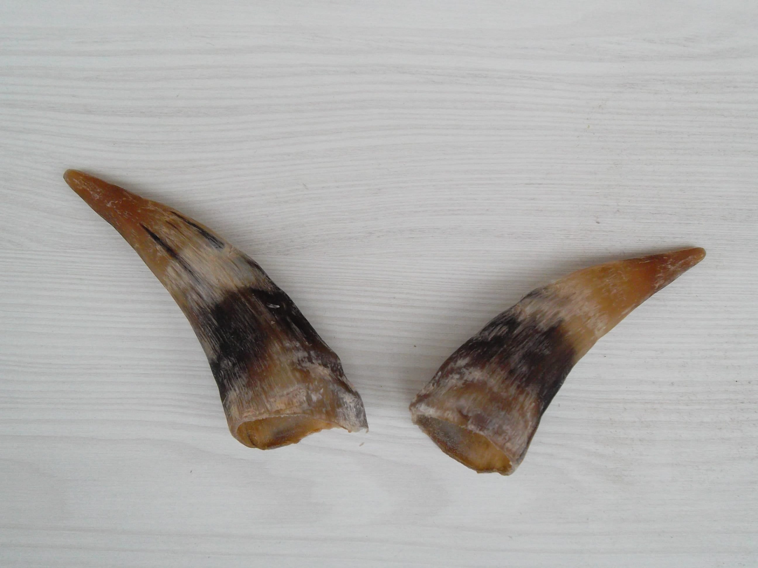 Horns, Vintage Horn , Shofar Horn , Real Ram Horns, Ram Horn , Ram ...