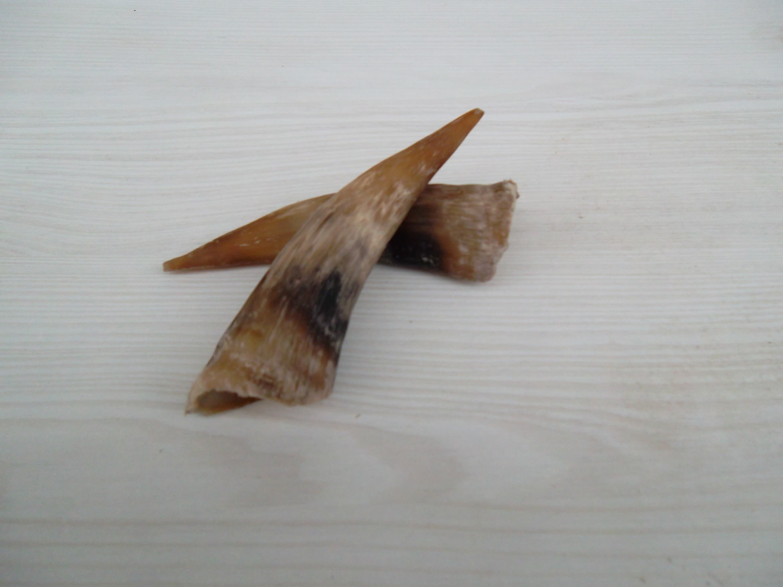 Horns, Vintage Horn , Shofar Horn , Real Ram Horns, Ram Horn , Ram ...