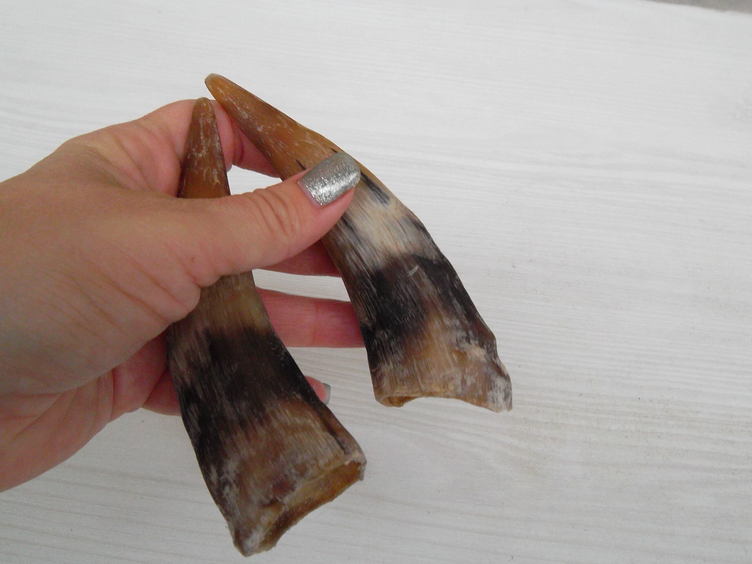 Horns, Vintage Horn , Shofar Horn , Real Ram Horns, Ram Horn , Ram ...