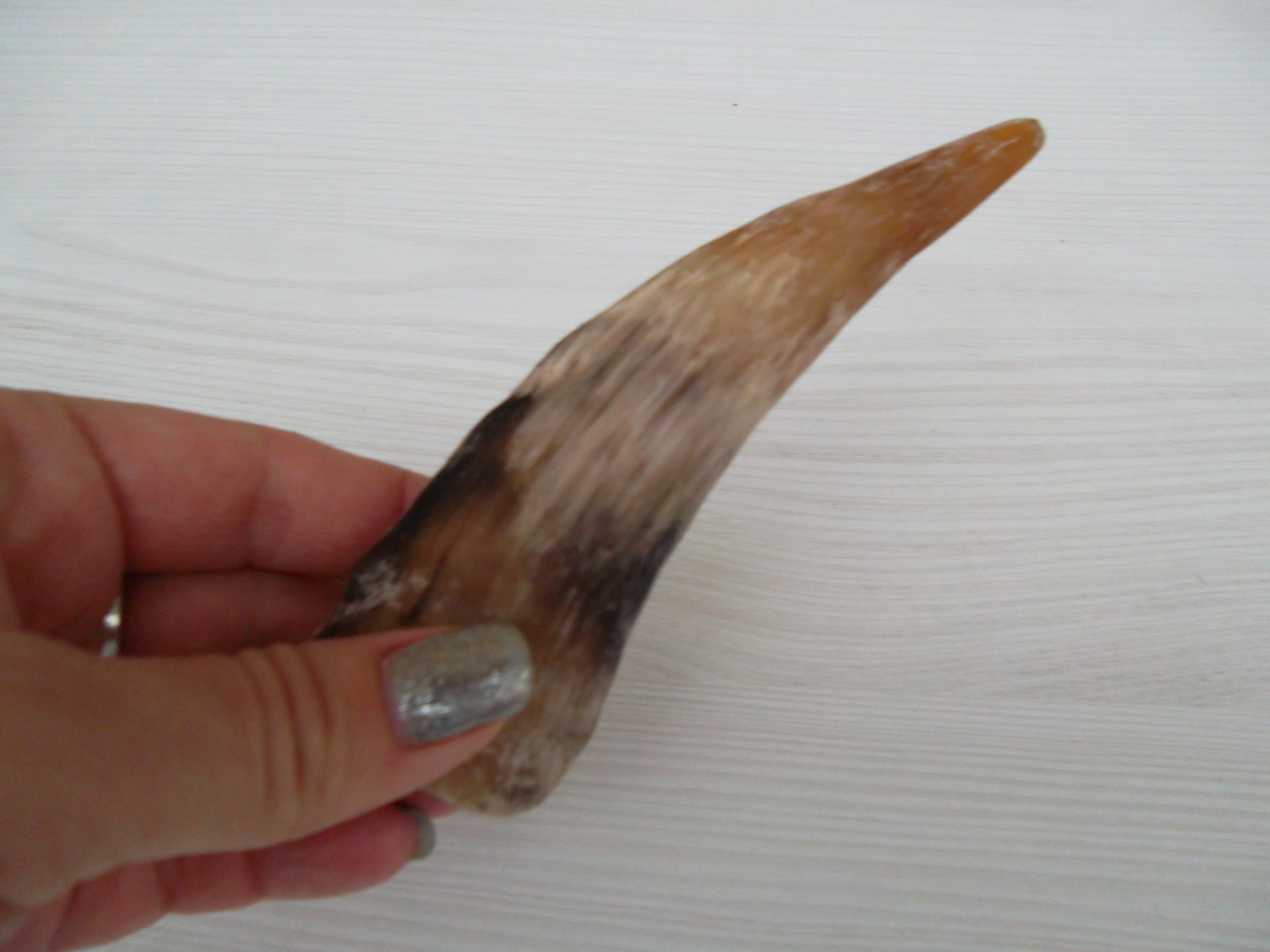 Horns, Vintage Horn , Shofar Horn , Real Ram Horns, Ram Horn , Ram ...
