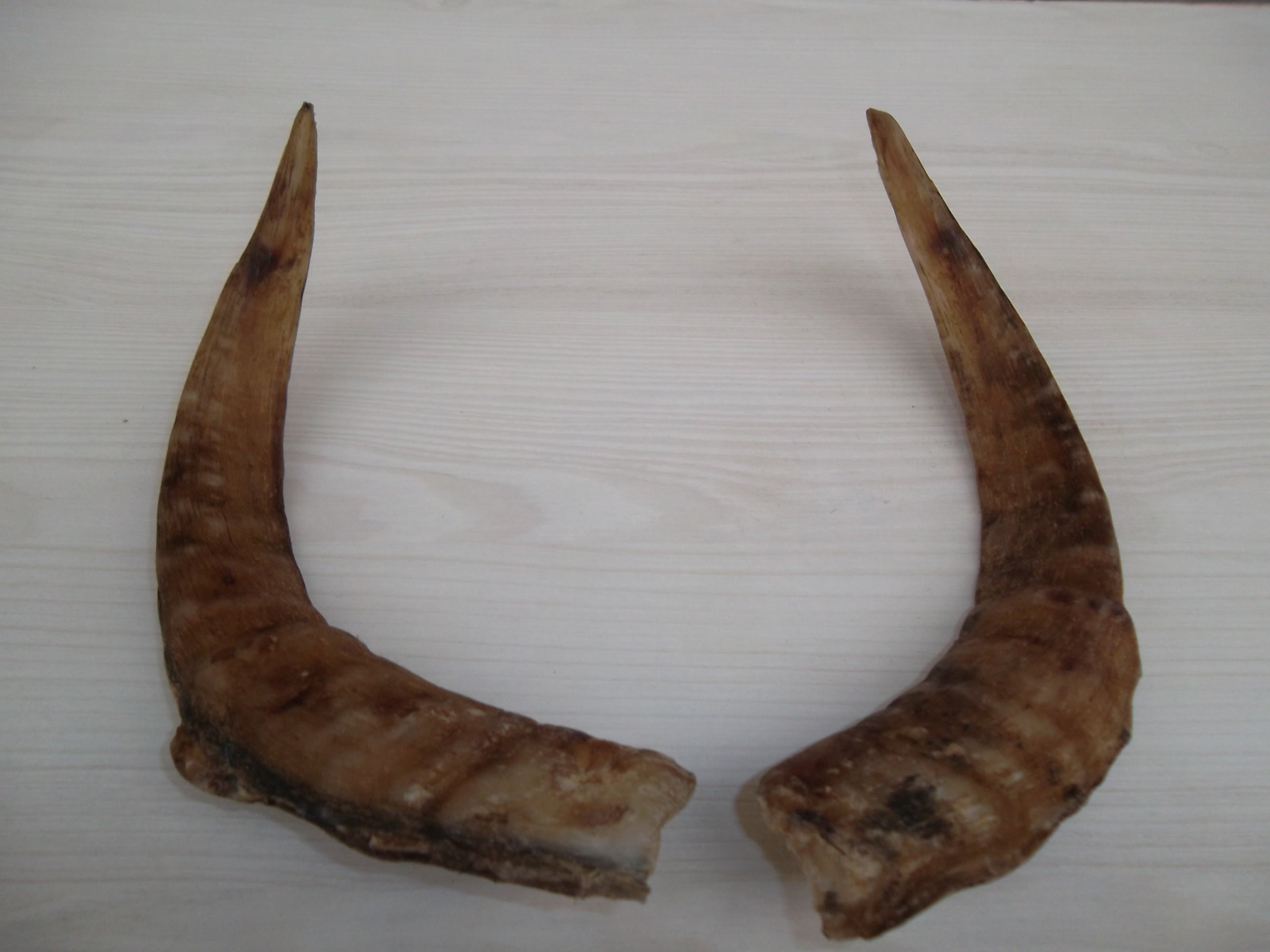 Horns, Vintage Horn , Shofar Horn , Real Ram Horns, Ram Horn , Ram ...