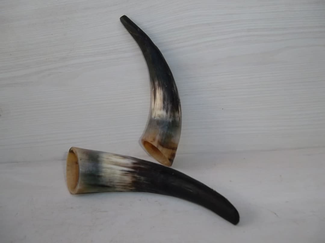 Horns, Set of 2 Real Bull Horns – Creepy Macabre Art Supplies & Natural ...