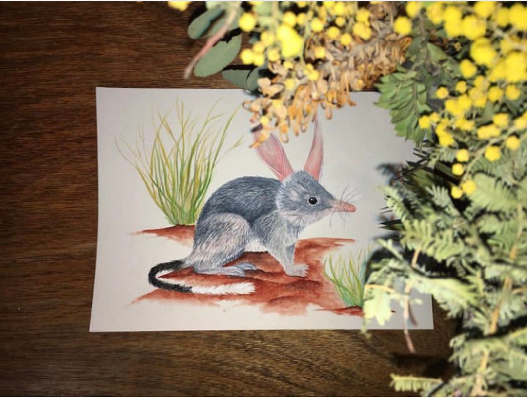 Bilby Watercolour Painting, Easter Bilby, Original Hand-painted ...