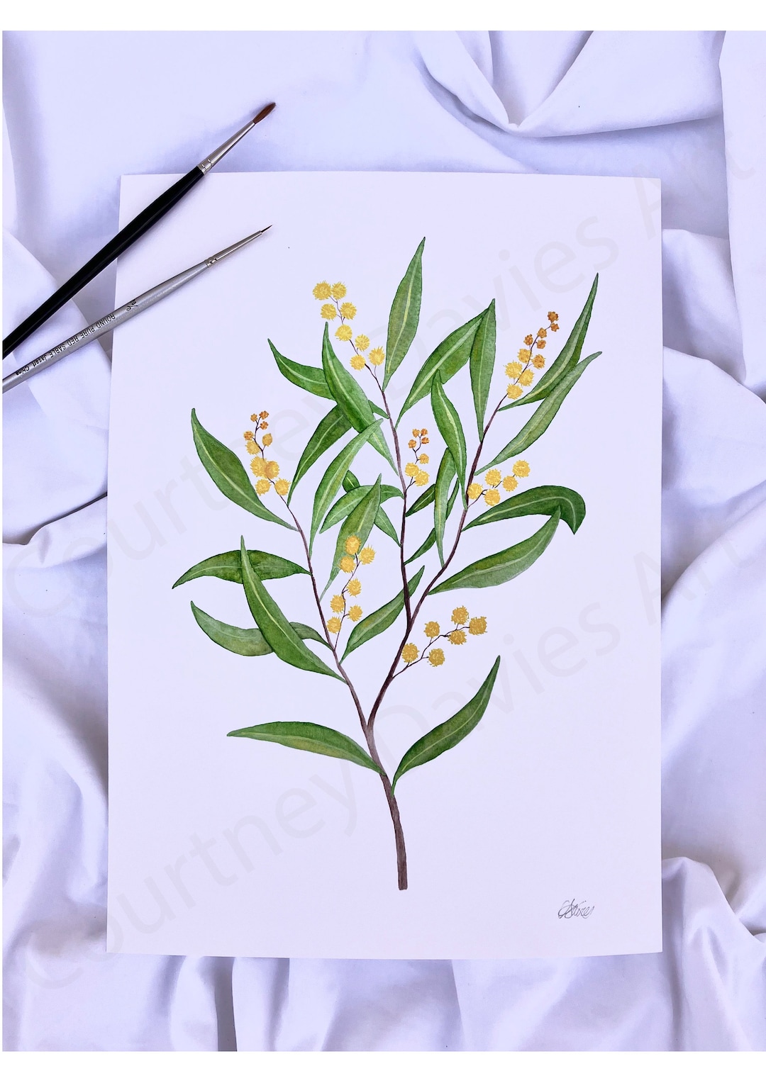 Golden Wattle A4 Fine Art Print, Australian Native Flora, Original ...