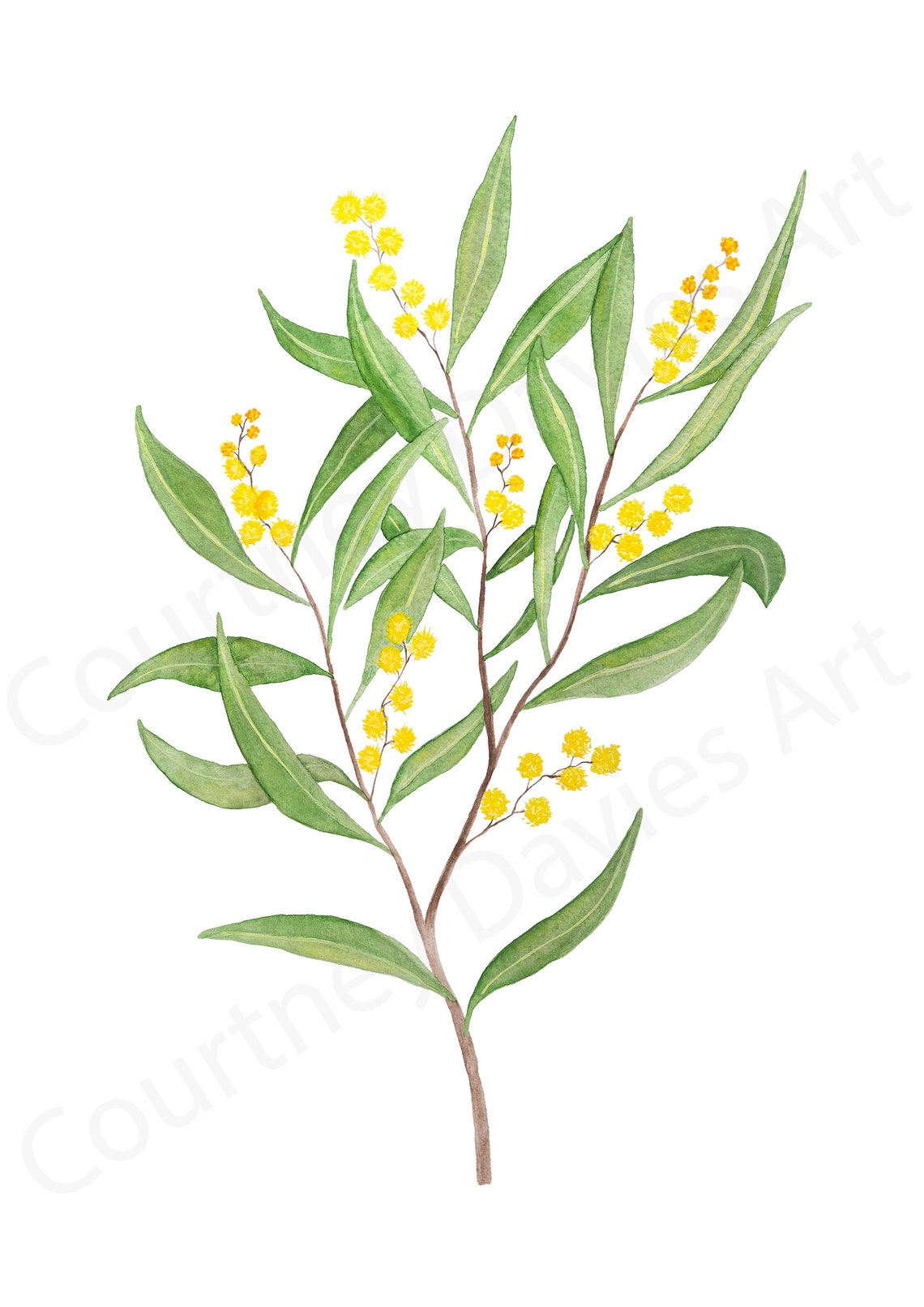 Golden Wattle A4 Fine Art Print, Australian Native Flora, Original ...