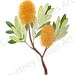 Coastal Banksia A4 Fine Art Print, Australian Native Flora, Original ...