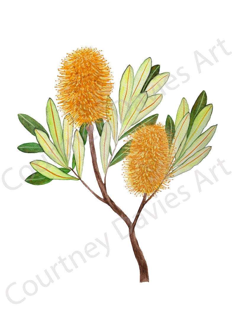 Coastal Banksia A4 Fine Art Print, Australian Native Flora, Original ...