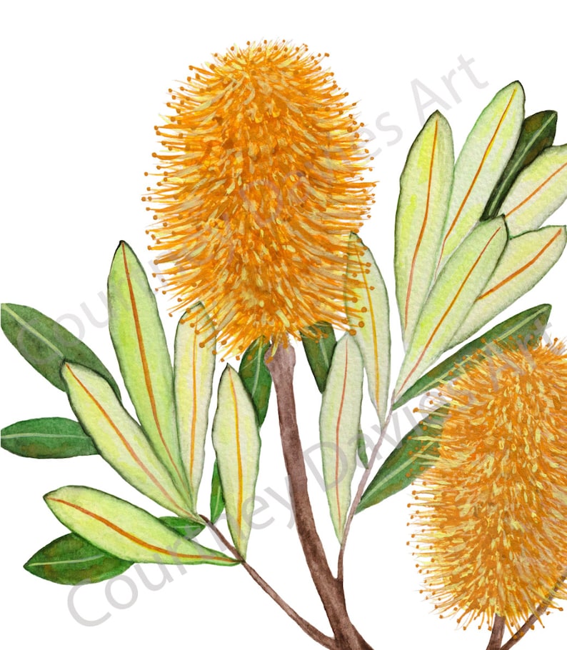 Coastal Banksia A4 Fine Art Print, Australian Native Flora, Original ...