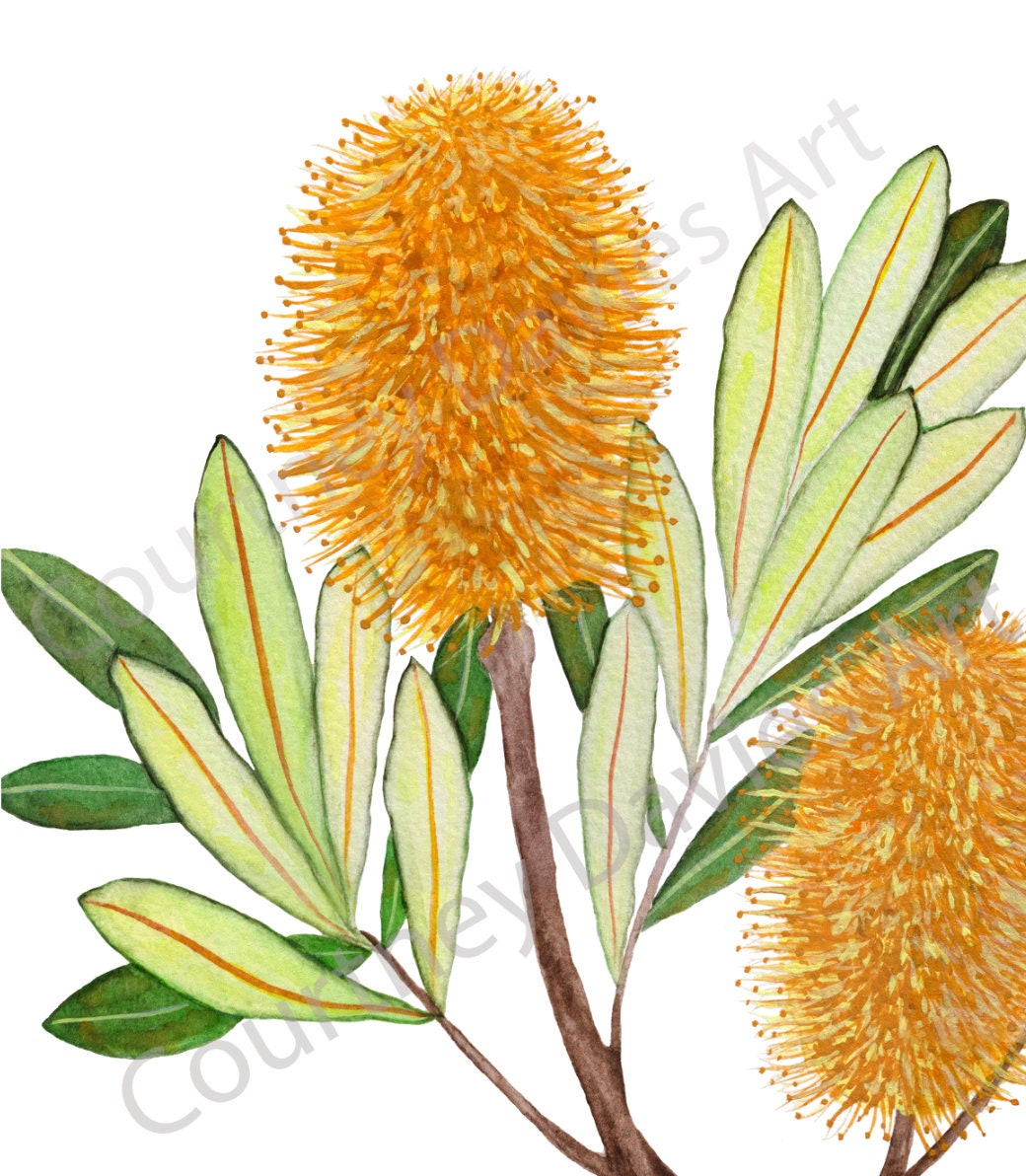 Coastal Banksia A4 Fine Art Print, Australian Native Flora, Original ...
