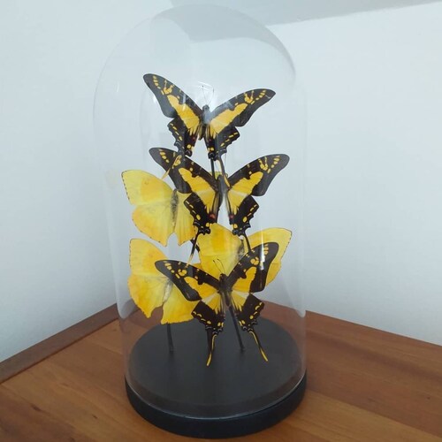 Victorian Antique Glass Dome With Real Blue Morpho Butterflies - Etsy