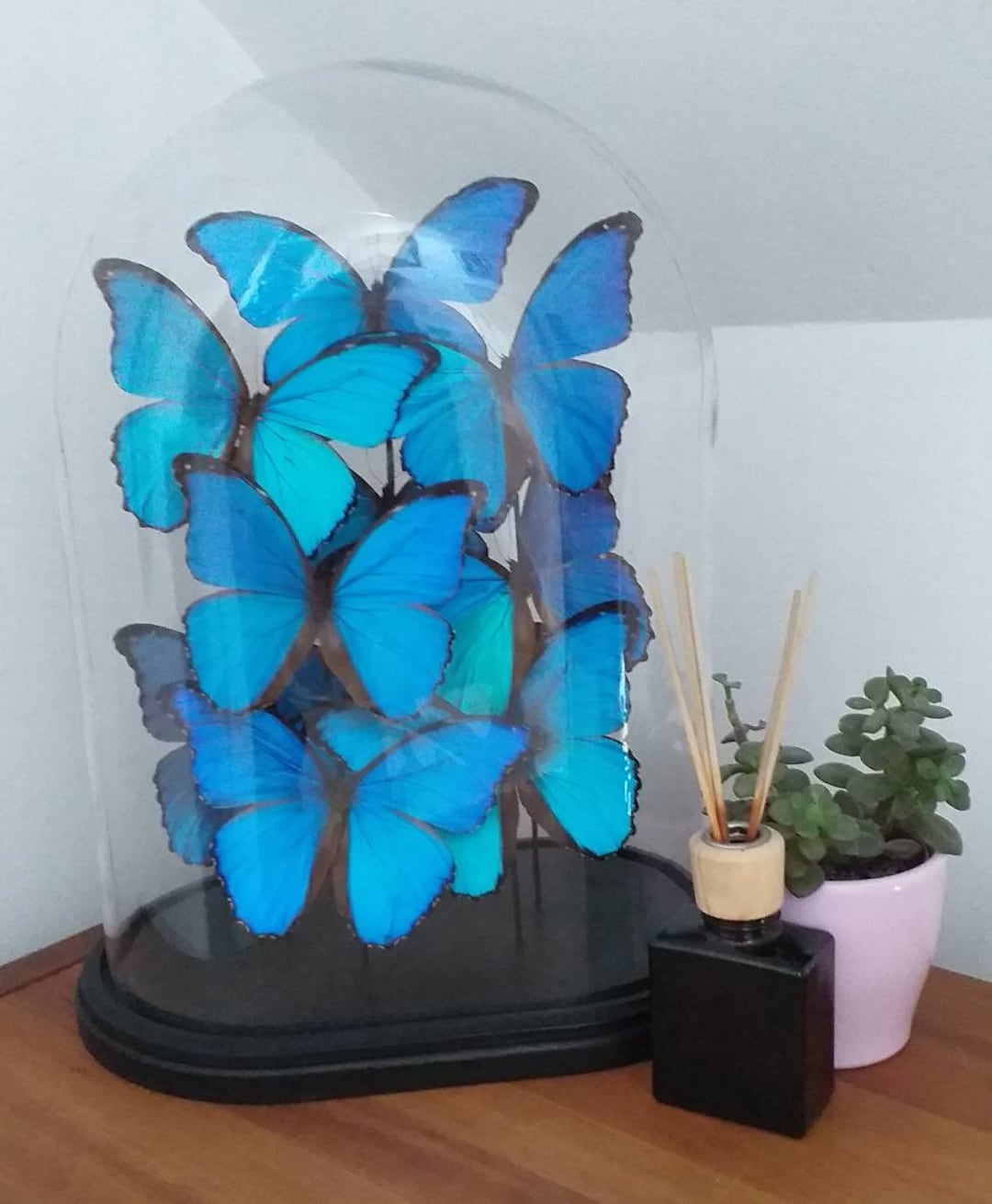 Butterfly Dome - Beautiful Hand Blown Glass Dome With Real Blue Morpho ...