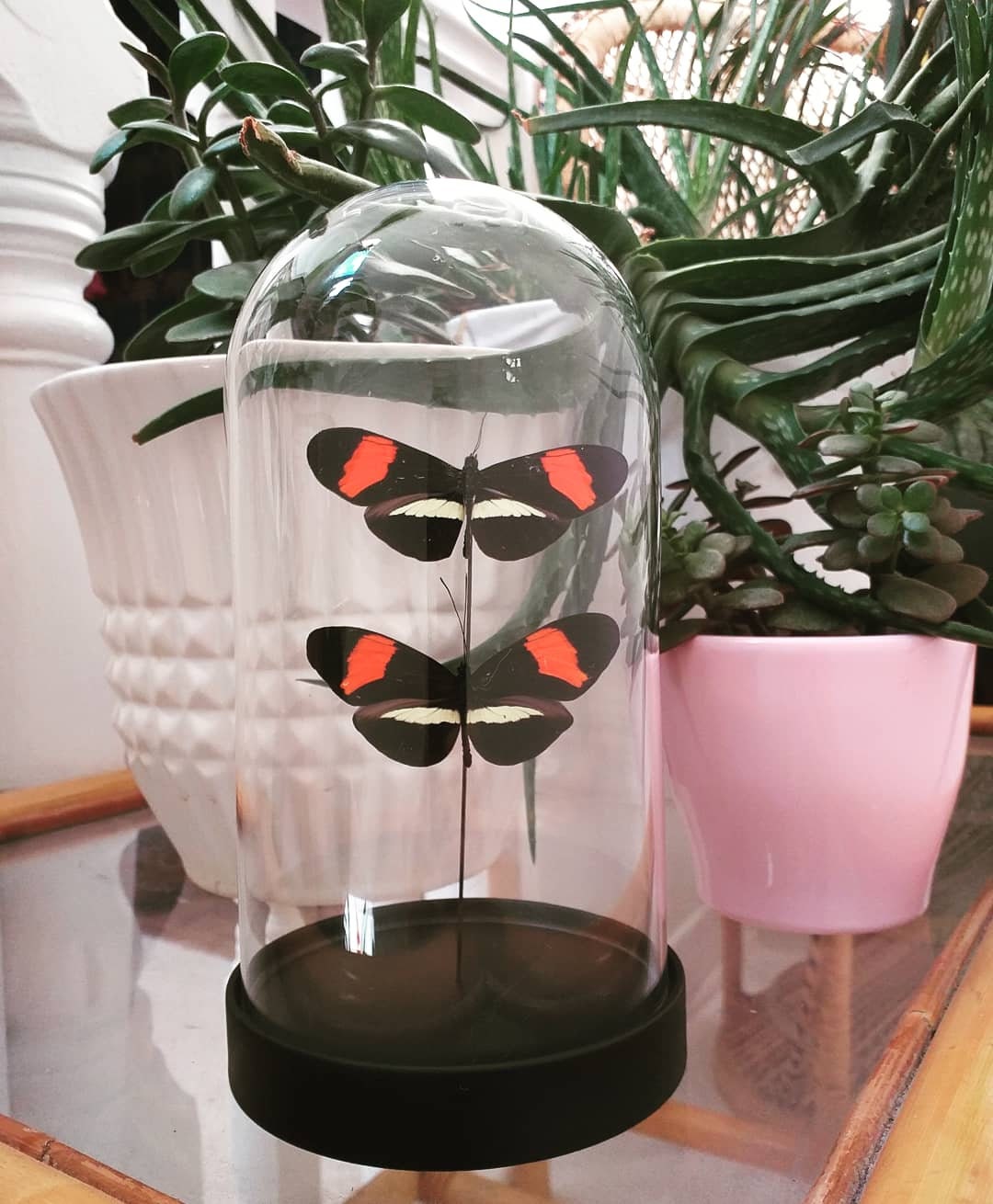 Butterfly Dome Glass Dome With Real Butterflies - Etsy