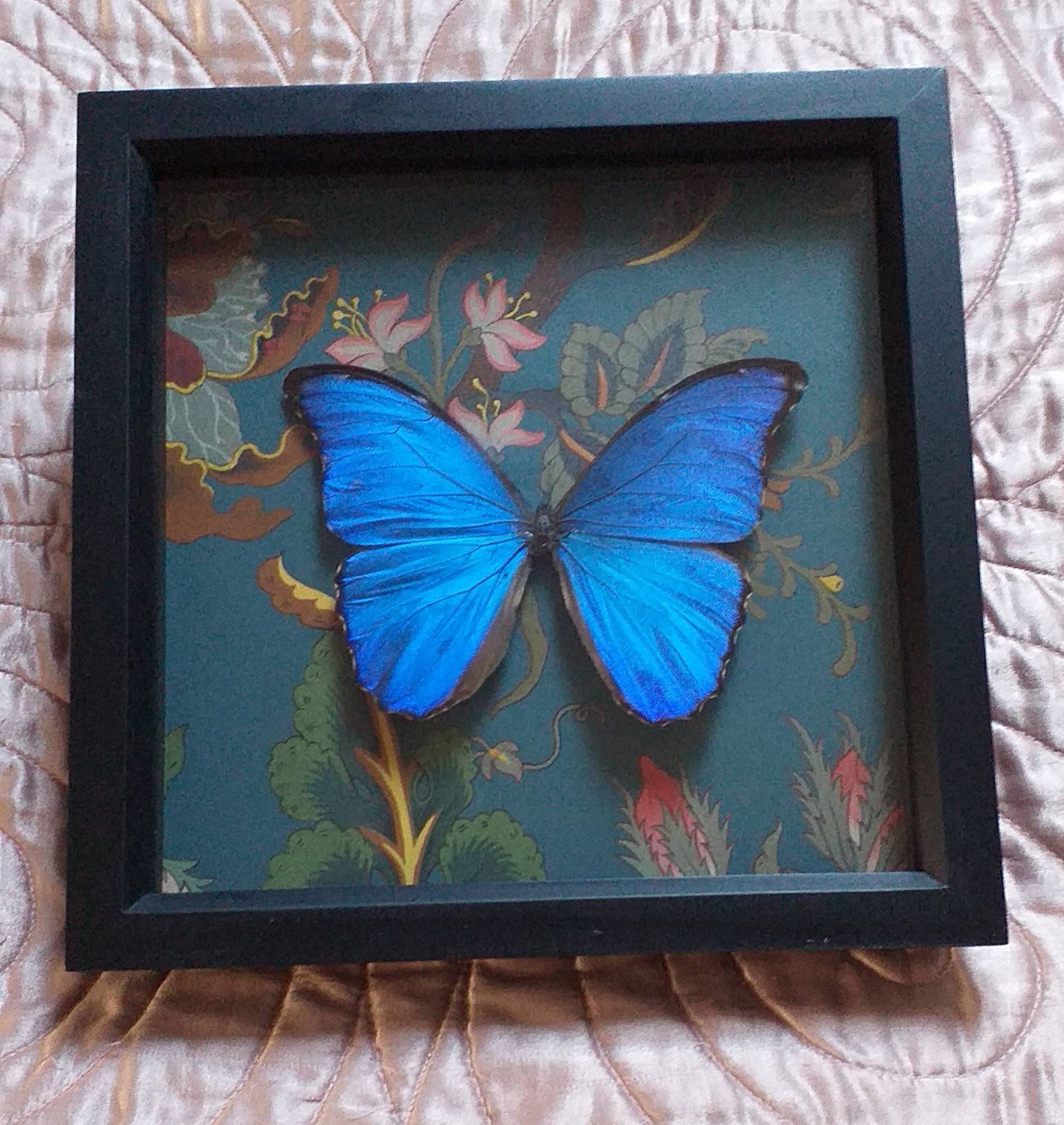 Butterfly Frame With Blue Morpho Butterfly and Vintage Paper - Etsy