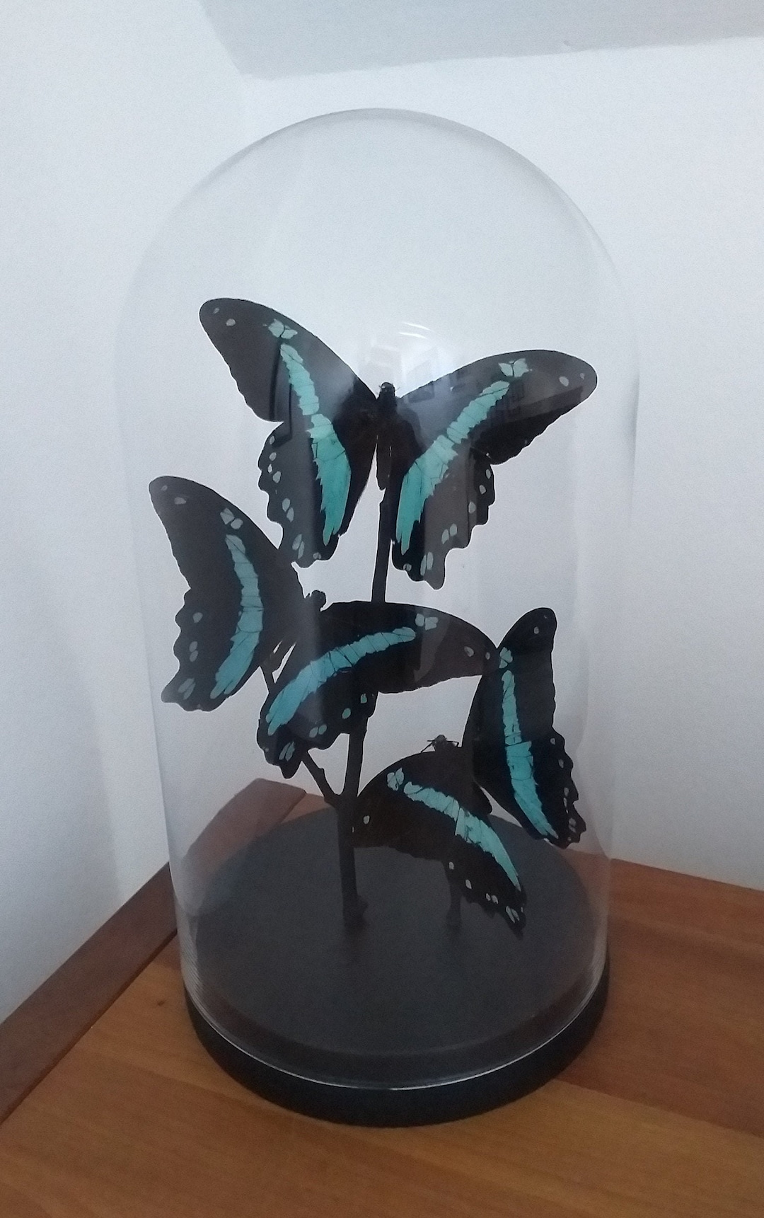 Glass Dome With Real Blue Butterflies - Three Papilio Nireus - Etsy