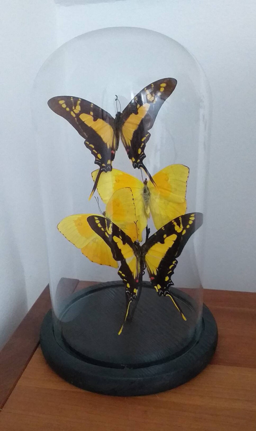 Glass Dome With Real Yellow Butterflies - Four Butterflies - Etsy