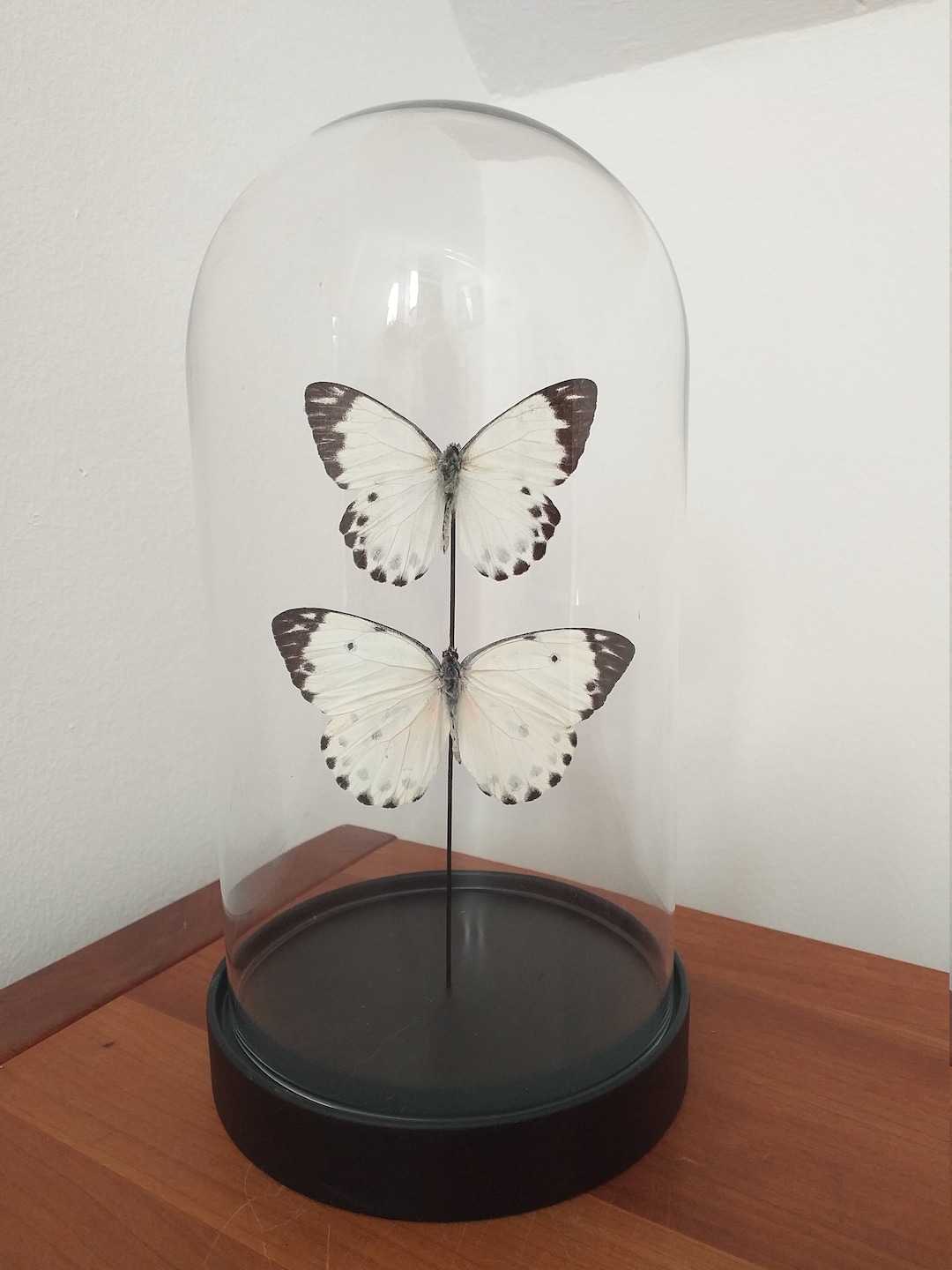 Butterfly Dome Glass Dome With Real Butterflies - Etsy