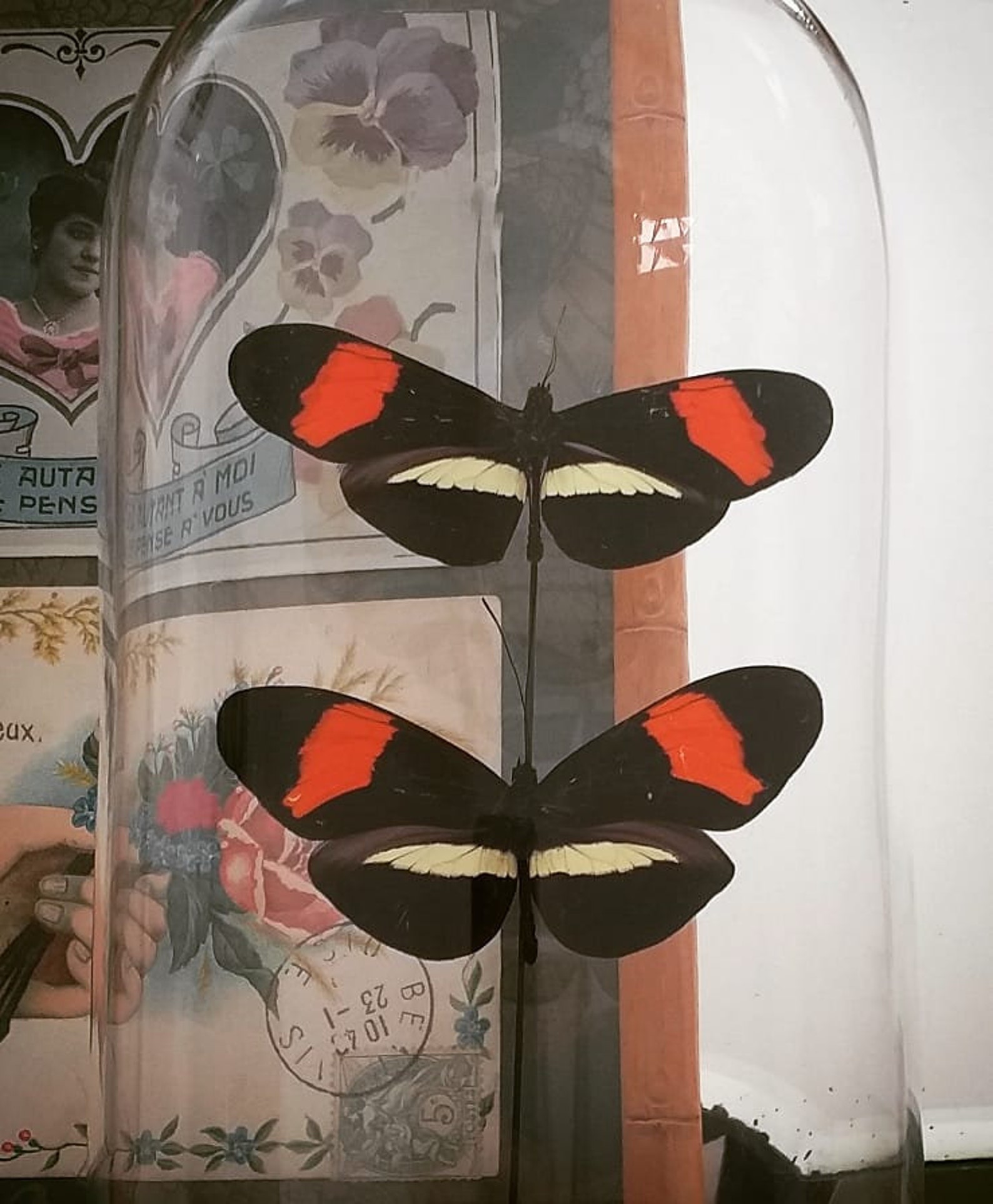 Butterfly Dome Glass Dome With Real Butterflies - Etsy
