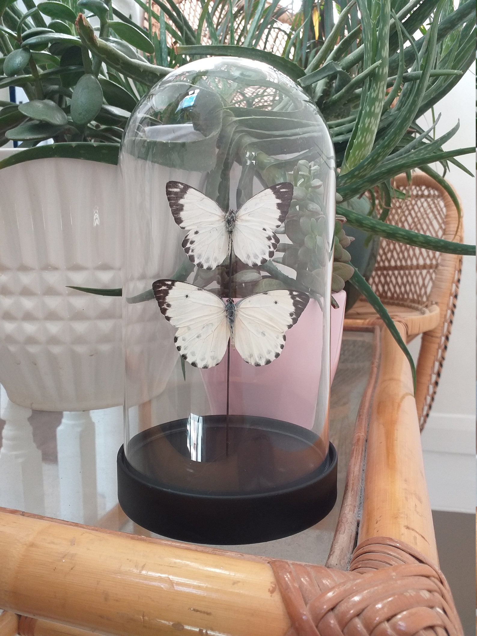 Butterfly Dome Glass Dome With Real Butterflies - Etsy