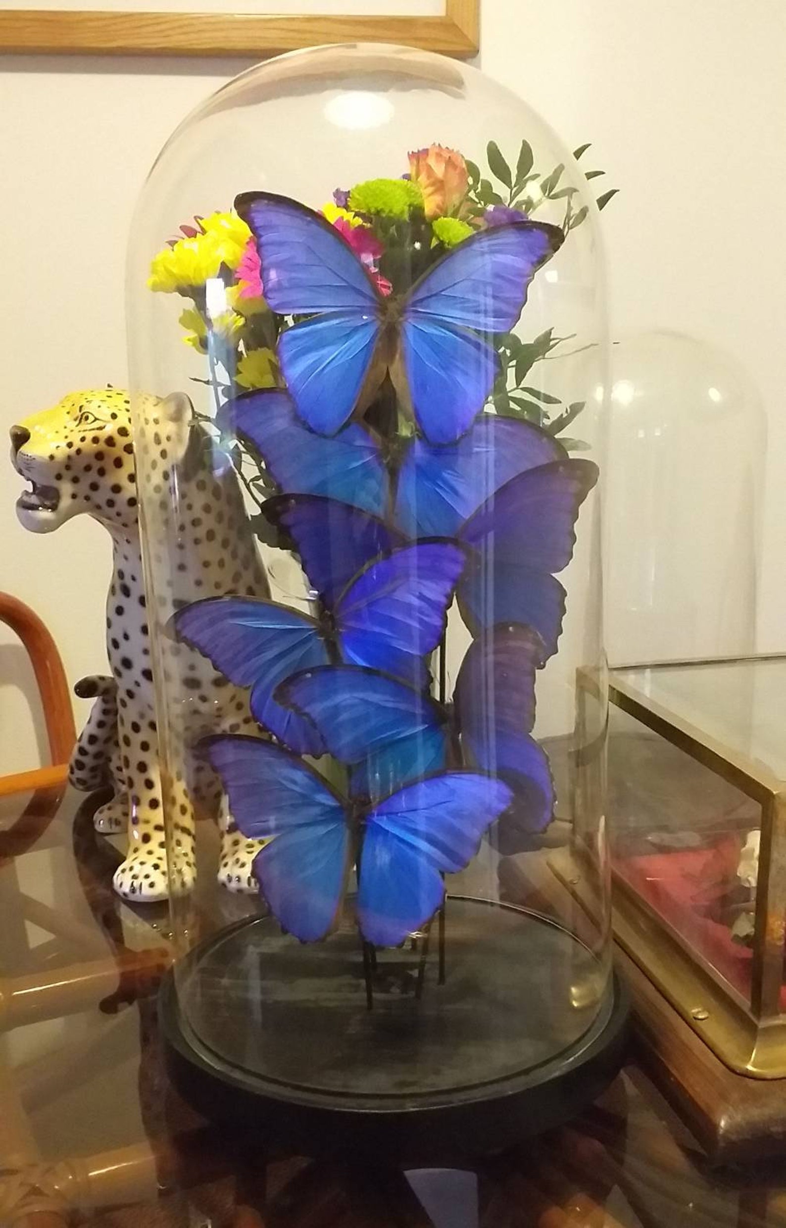 Victorian Antique Glass Dome With Real Blue Morpho Butterflies - Etsy