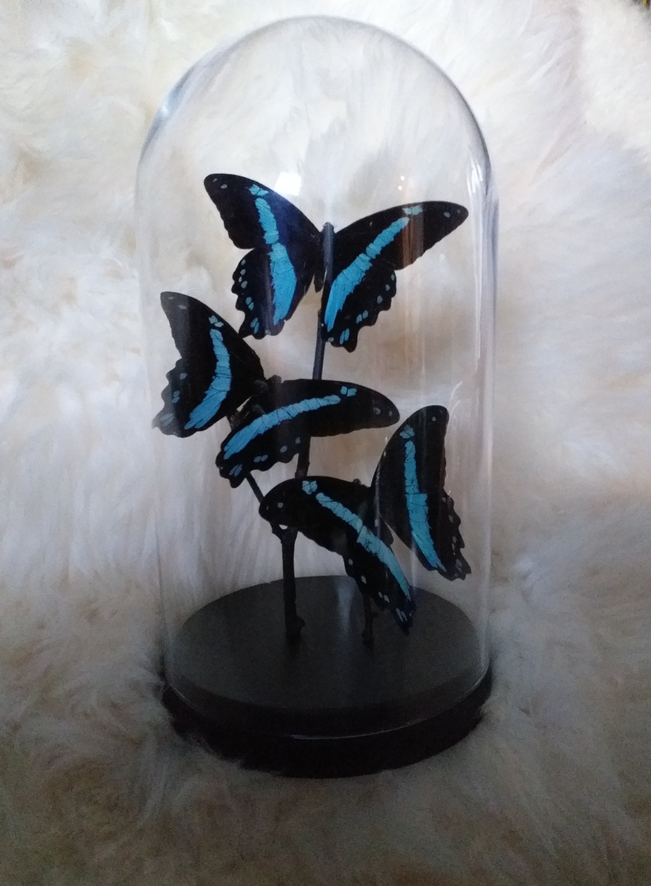 Glass Dome With Real Blue Butterflies Three Papilio Nireus - Etsy