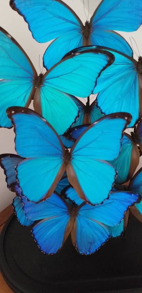 Butterfly Dome Beautiful Hand Blown Glass Dome With Real - Etsy