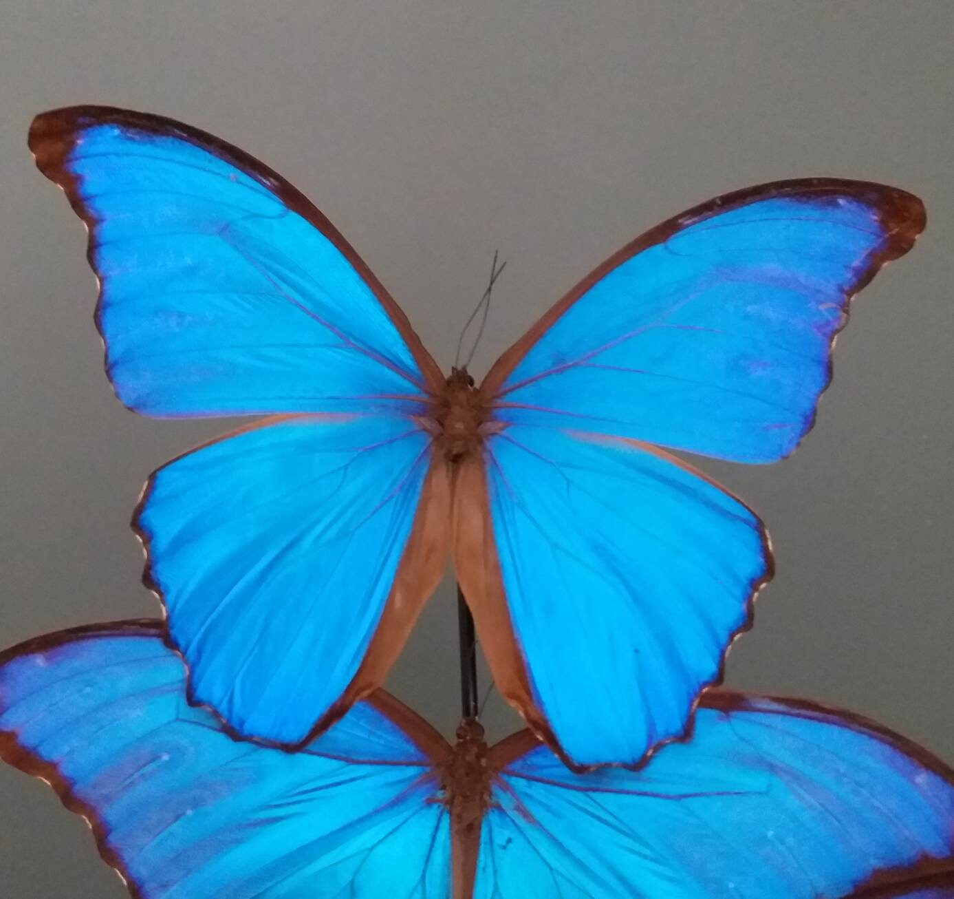 Victorian Antique Glass Dome With Real Blue Morpho Butterflies - Etsy
