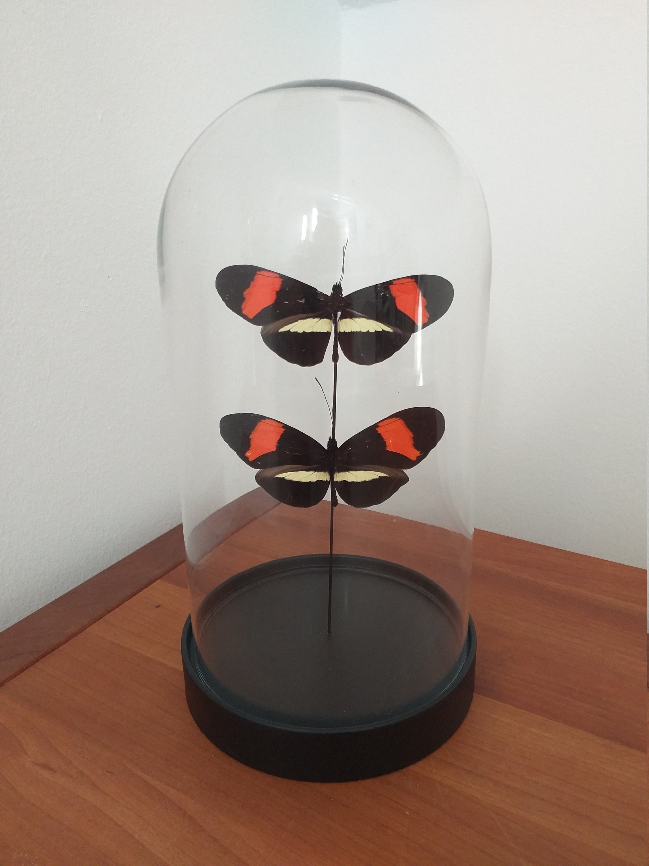 Butterfly Dome Glass Dome With Real Butterflies - Etsy