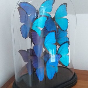 Butterfly Dome - Beautiful Hand Blown Glass Dome With Real Blue Morpho ...