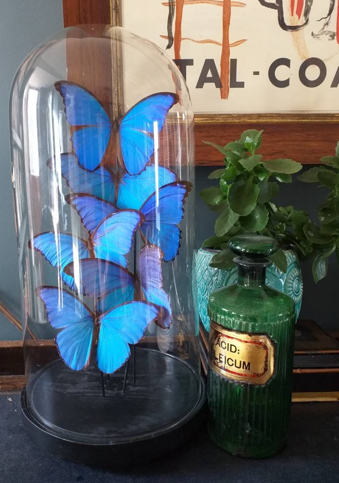 Victorian Antique Glass Dome With Real Blue Morpho Butterflies - Etsy