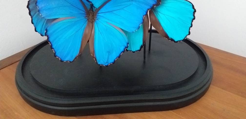 Butterfly Dome - Beautiful Hand Blown Glass Dome With Real Blue Morpho ...