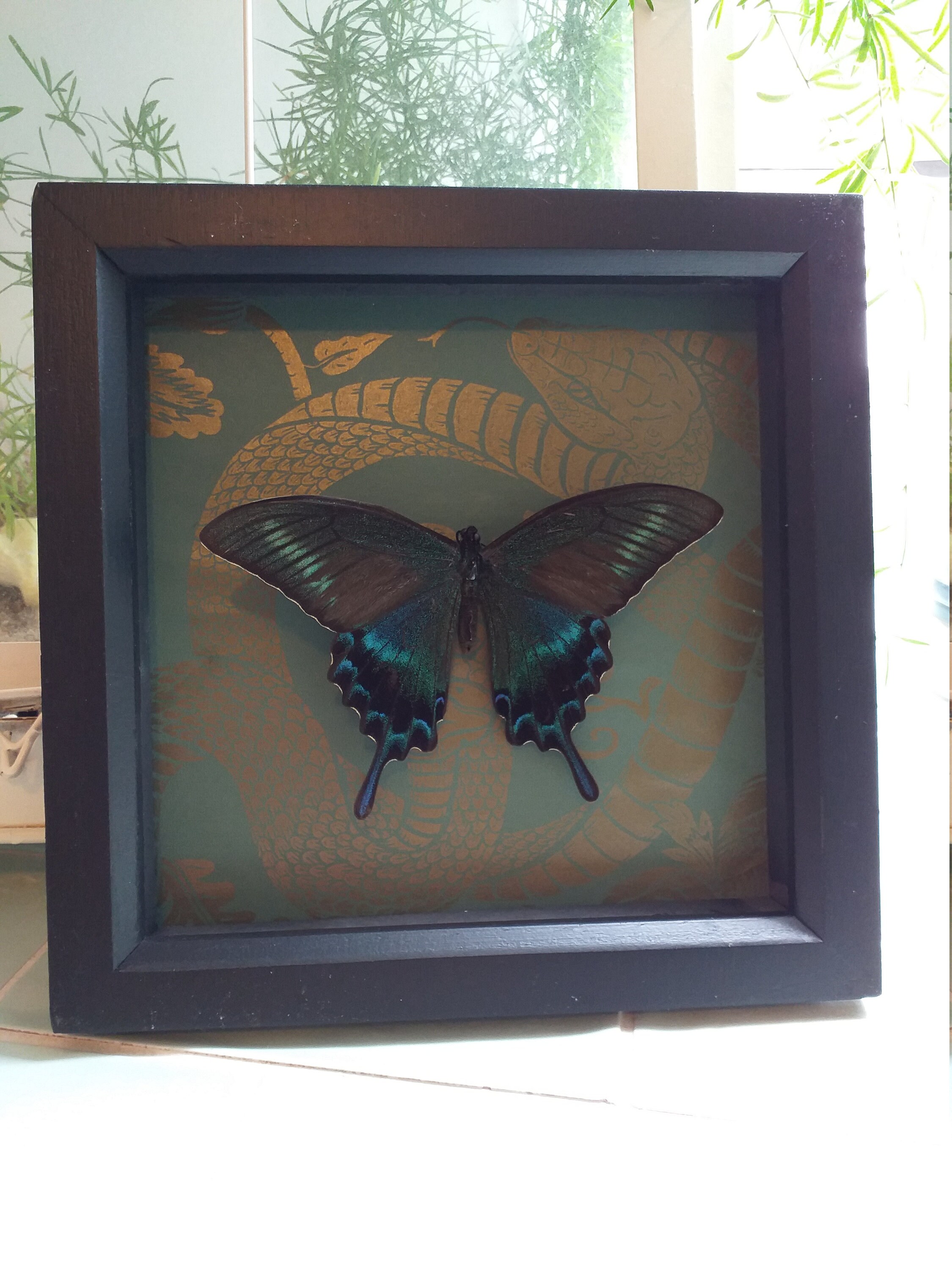 Butterfly Frame With Real Butterfly and Vintage Paper Black - Etsy UK