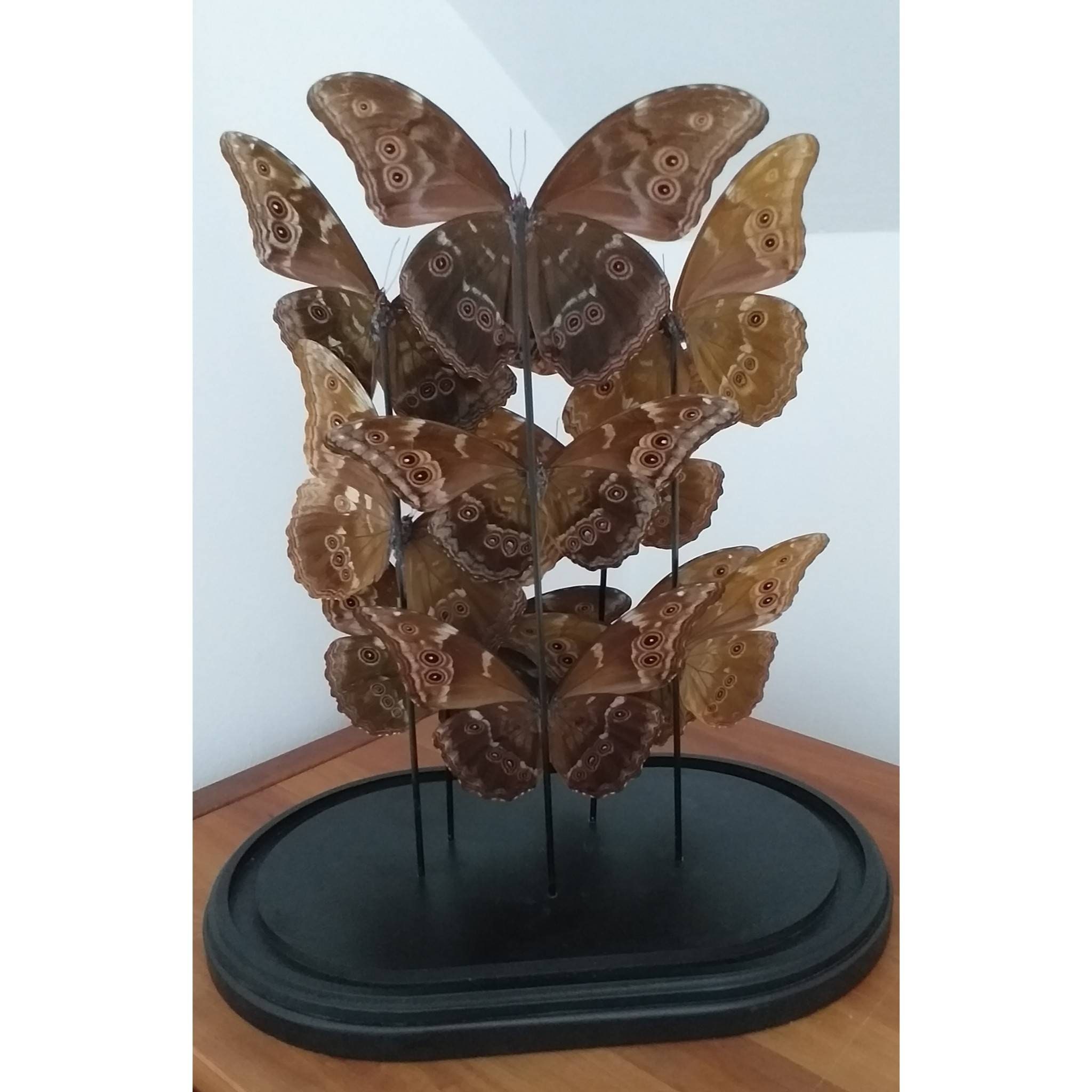 Butterfly Dome Beautiful Hand Blown Glass Dome With Real - Etsy