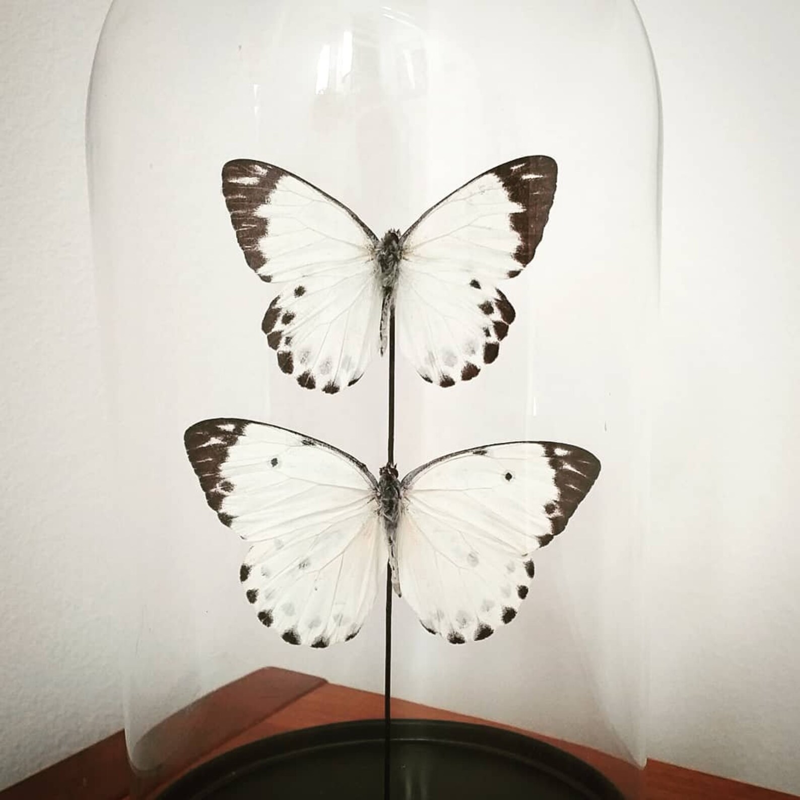 Butterfly Dome Glass Dome With Real Butterflies - Etsy