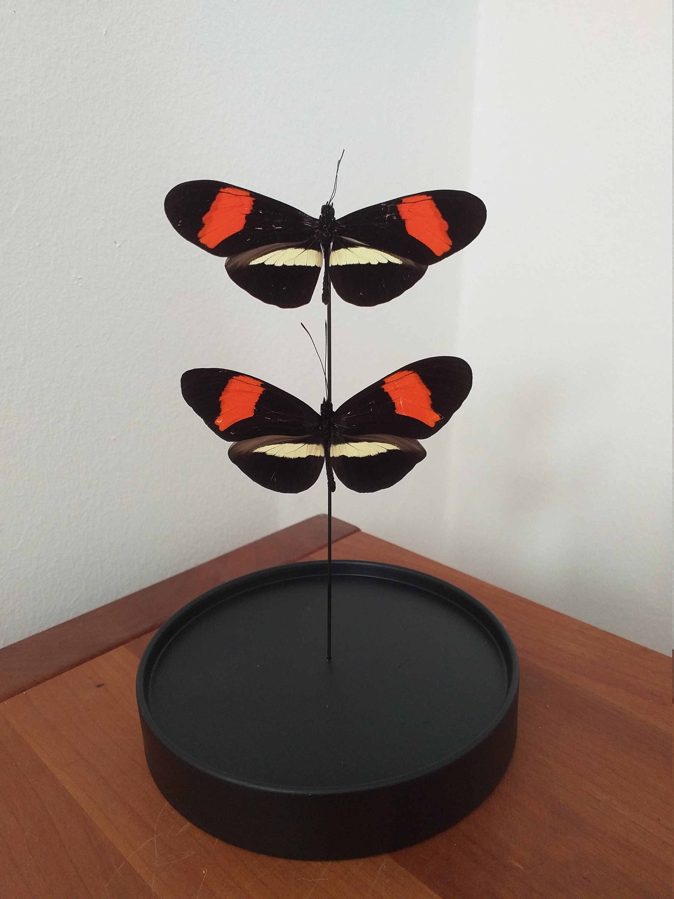 Butterfly Dome Glass Dome With Real Butterflies - Etsy