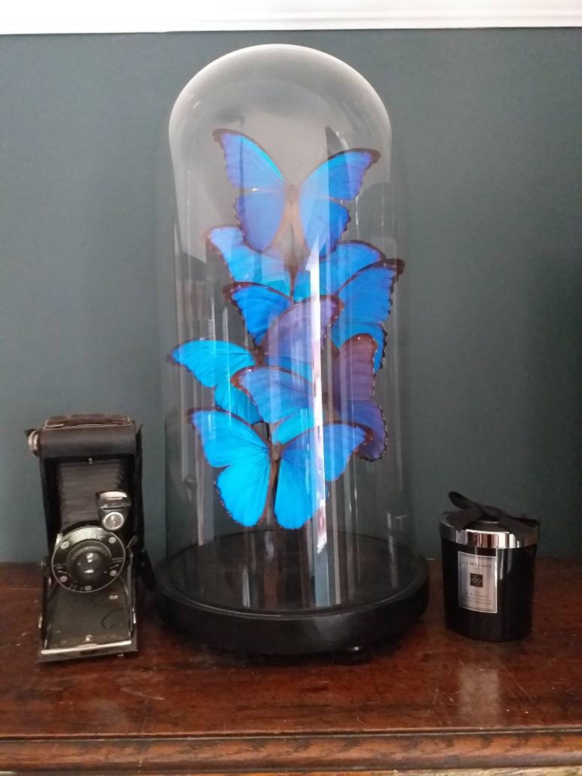 Victorian Antique Glass Dome With Real Blue Morpho Butterflies - Etsy