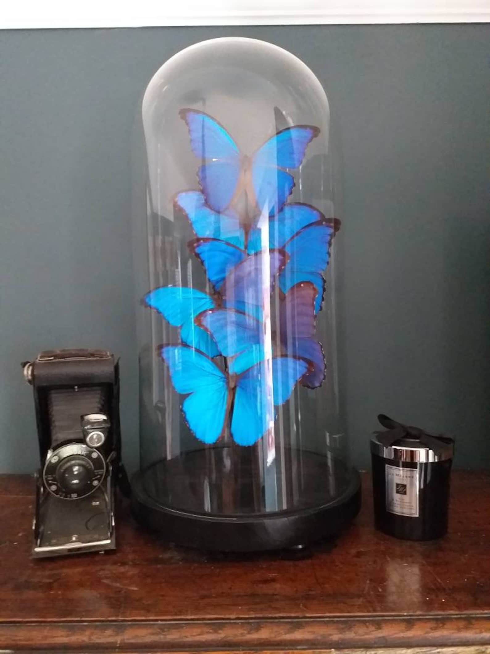 Victorian Antique Glass Dome With Real Blue Morpho Butterflies - Etsy